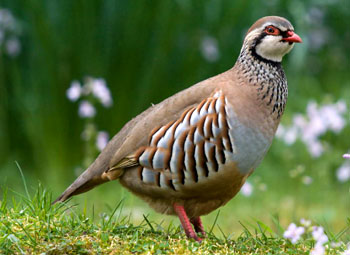 鹑族 Perdicini 蓝色动物学（中国动物学科普）